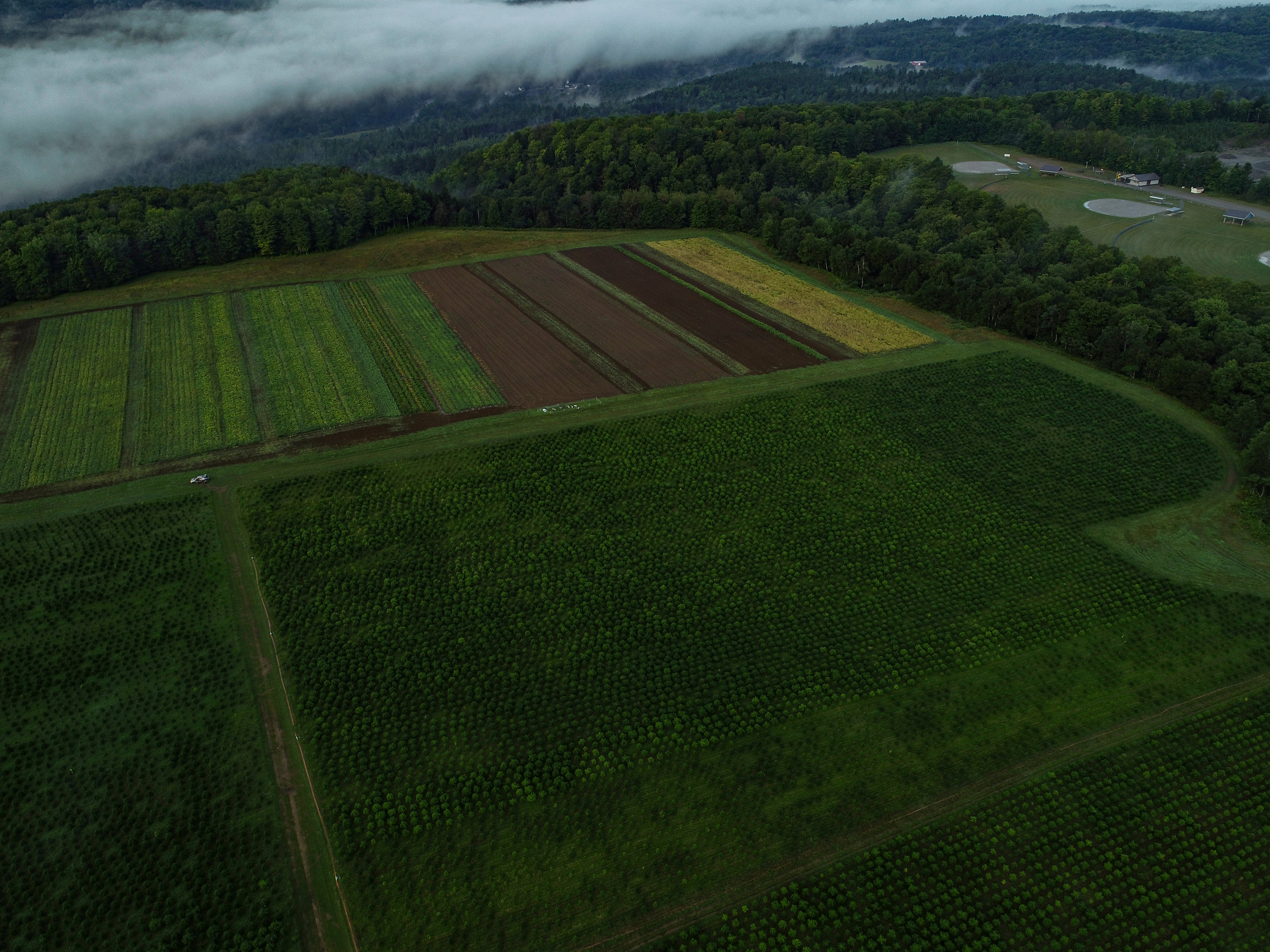 Sunsoil - Organic CBD Oil - Made In Vermont